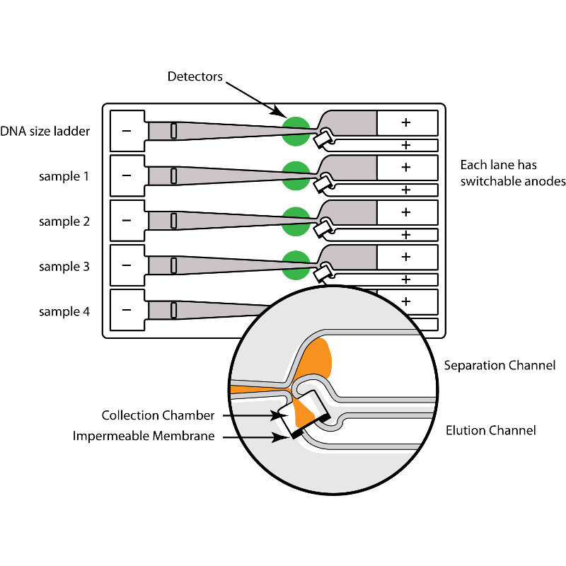 Pippin Prep Automated DNA Size Selection